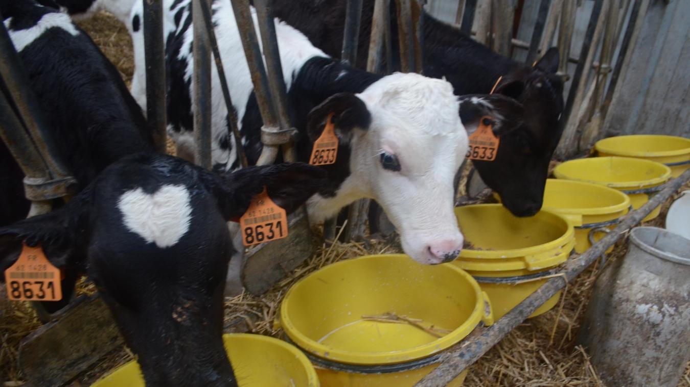 À West-Cappel, Éric a amélioré les conditions de vie de ses vaches - Le ...