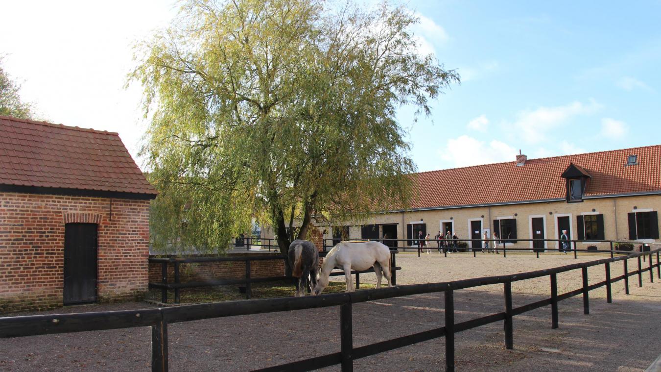 Samer : une Maison pour sauver et la valoriser le Cheval Boulonnais - La Semaine dans le Boulonnais