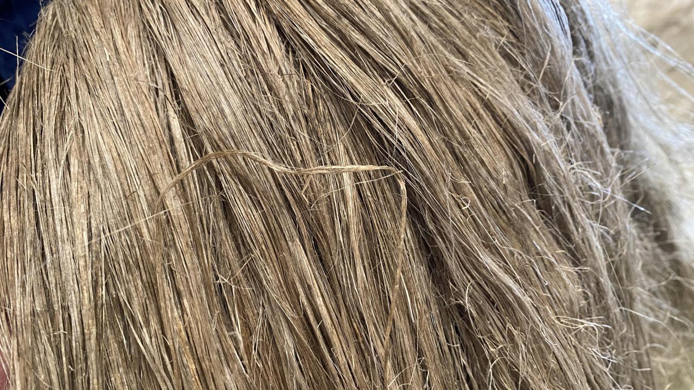 Météo : quid de la culture de lin cette année ? - Le Journal des Flandres