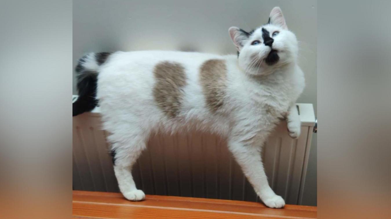 PHOTOS. Nougat, un chat qui revient de loin, est le gagnant du concours ...