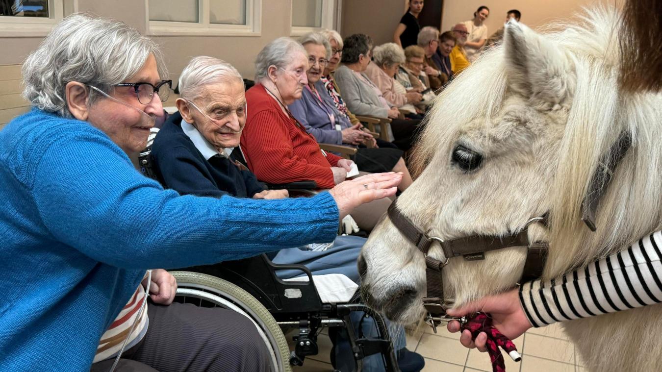 Estaires : aux Charmilles, on propose de l’équithérapie aux résidents - L'Indicateur des Flandres